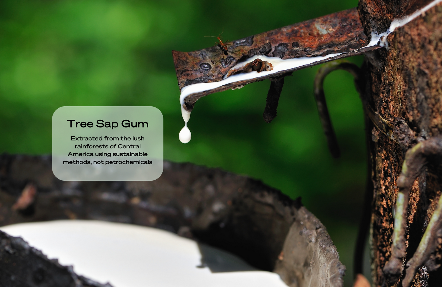 Kaigum Natural Tree Sap, 100% Xylitol Gum